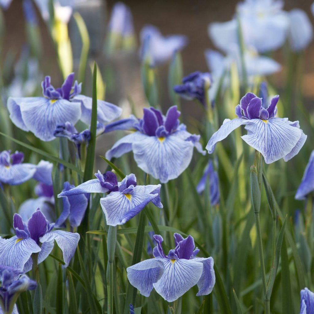 IRIS ABSOLUTE - Astier Demarest