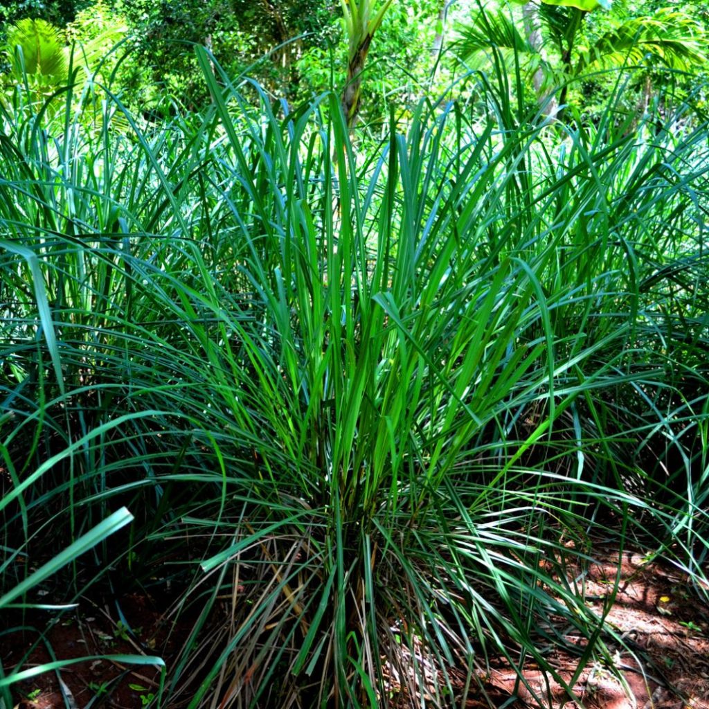 LEMONGRASS - Astier Demarest